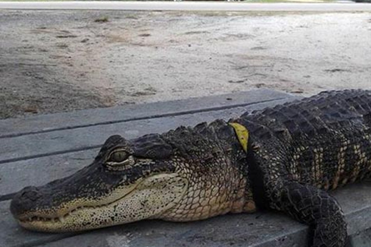 Florida woman fights to keep 6-foot alligator Rambo as pet inside home ...