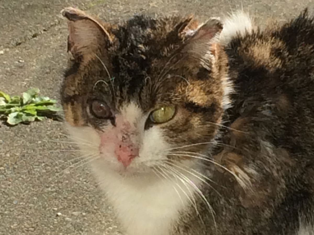 Cats 'sprayed with acid' in series of attacks in Paris suburb | The ...