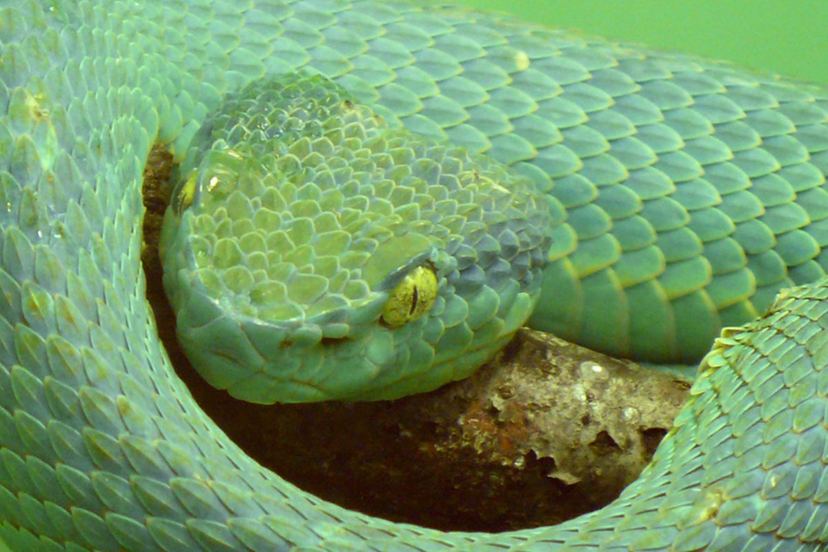 Two venomous snakes found dead in package at post office | The ...