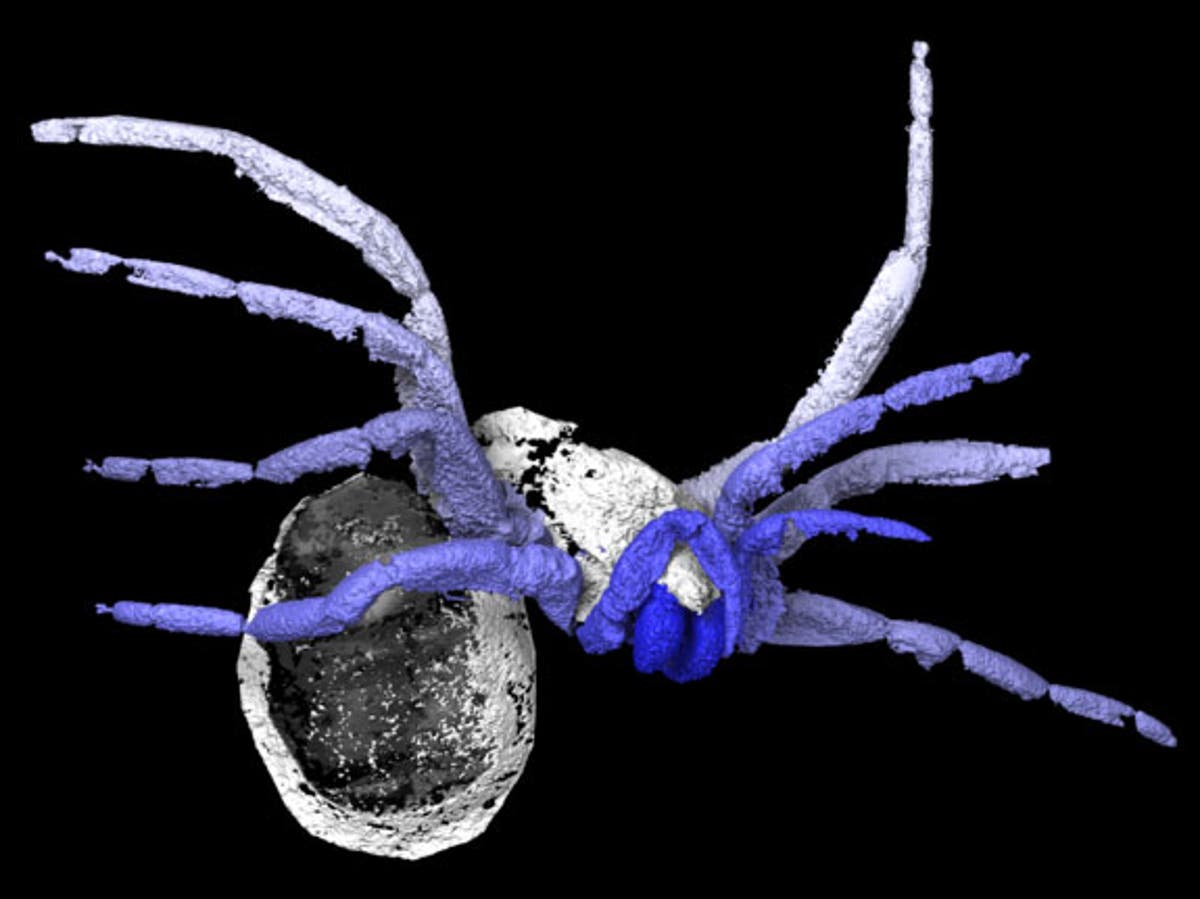 Ancient spider fossil lets scientists see 305 million years into the ...