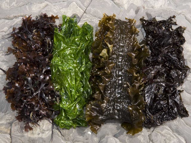 Fresh seaweed is rich in nutrients - so why do we ignore it in Britain ...