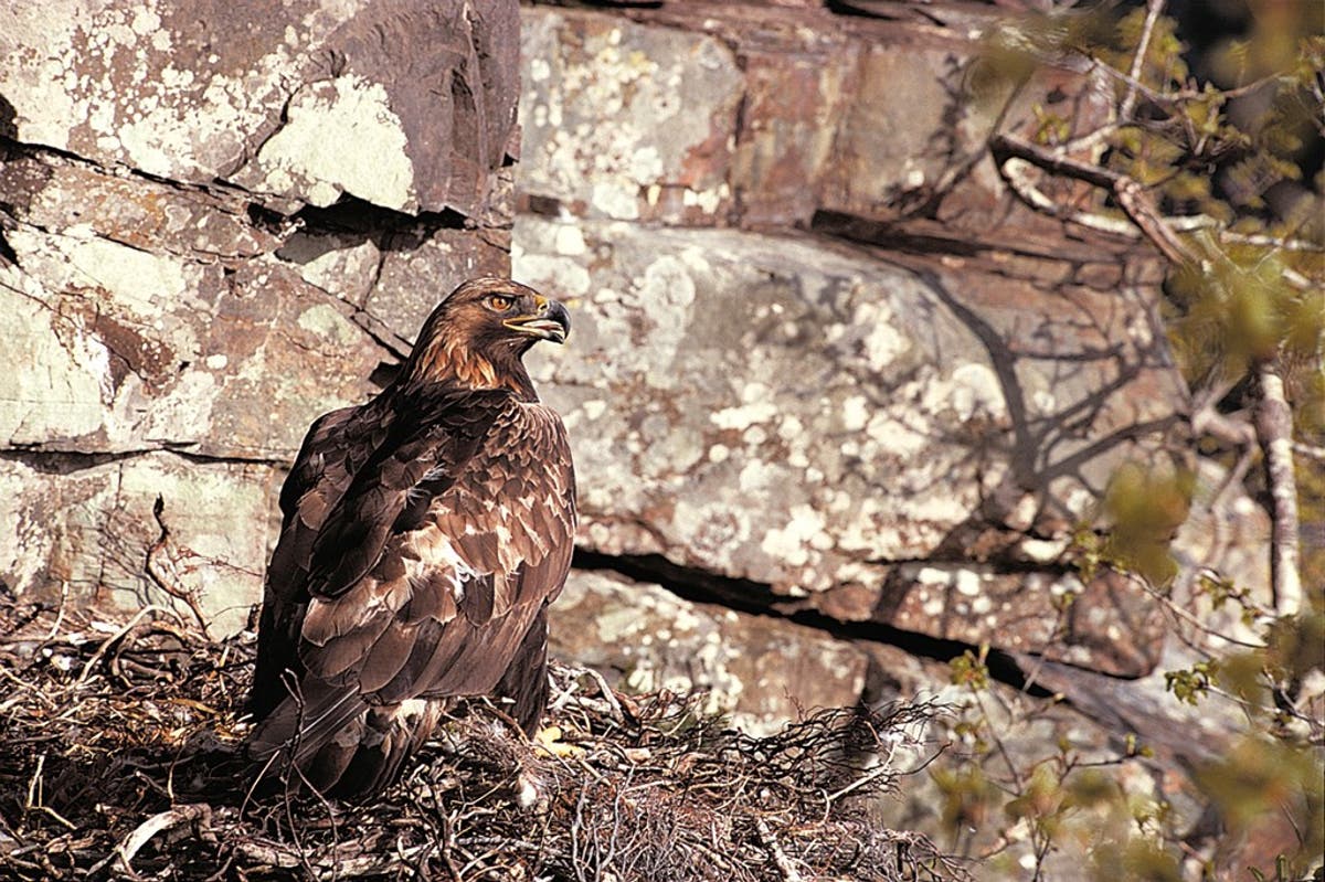 England's only remaining golden eagle missing | The Independent | The ...