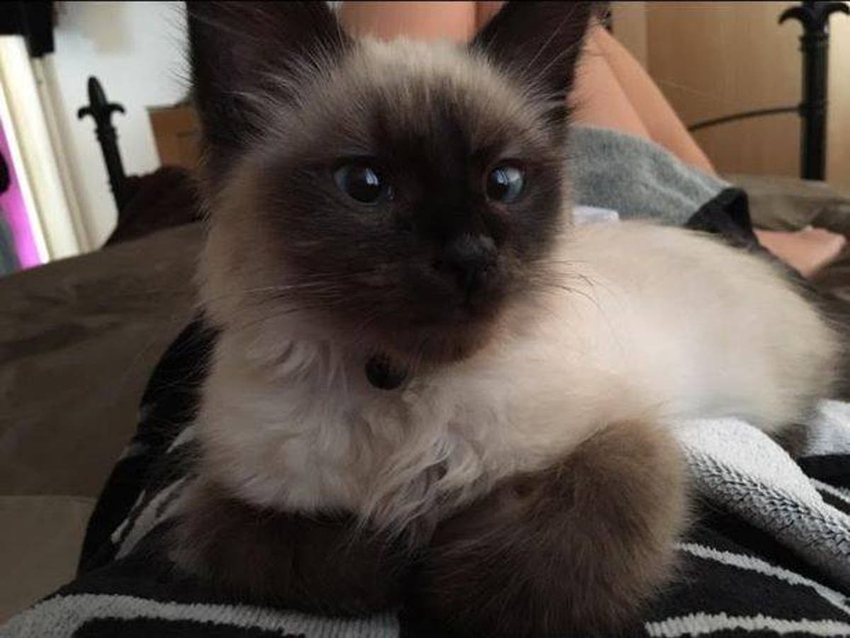 100 cats feared to have been butchered by cat killer across South of ...