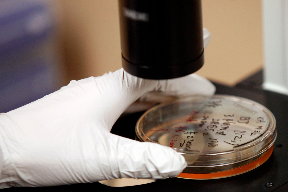 Scientists come one step closer to understanding how we could grow new ...