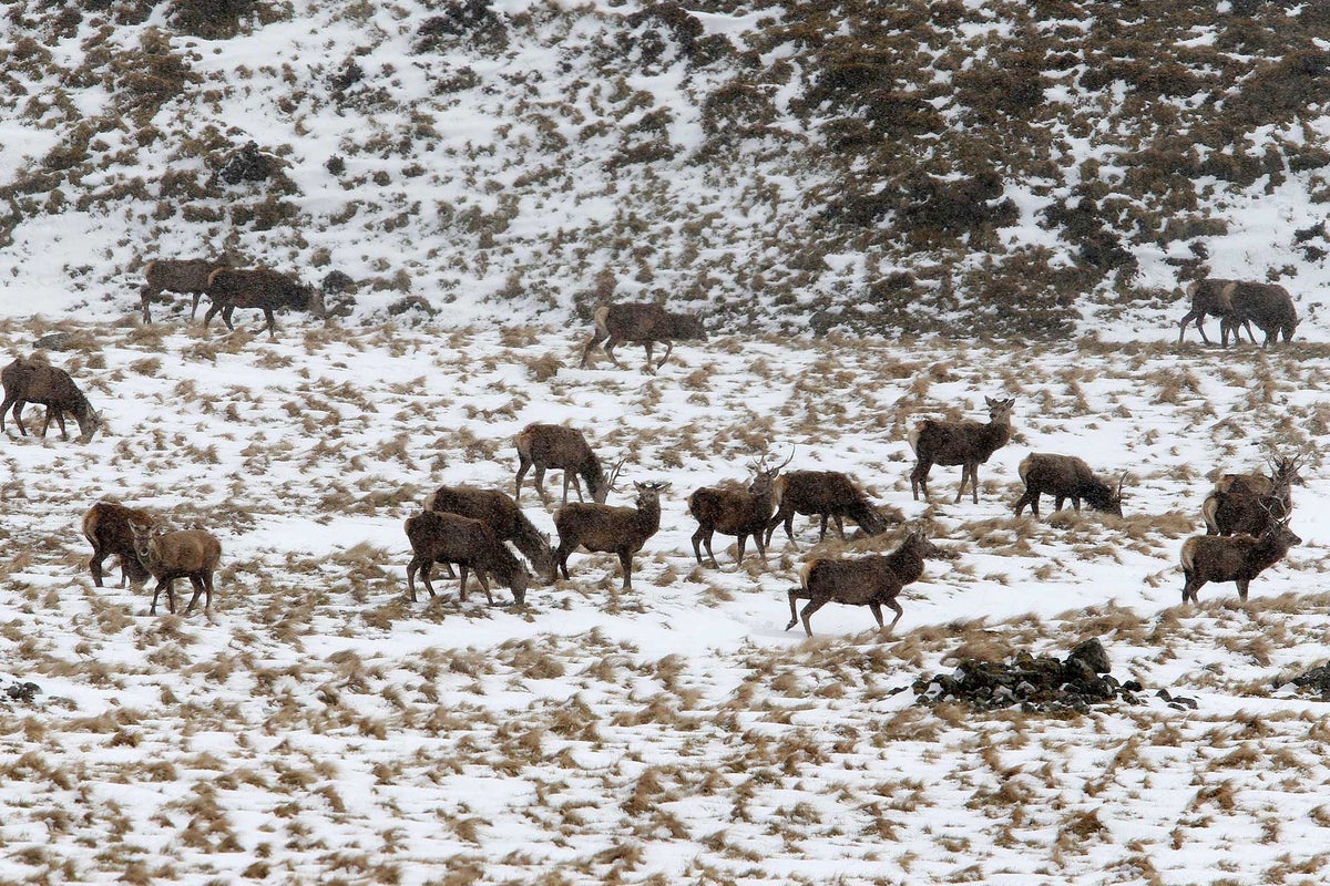 UK weather in pictures: Snow hits Britain in April with wintry ...