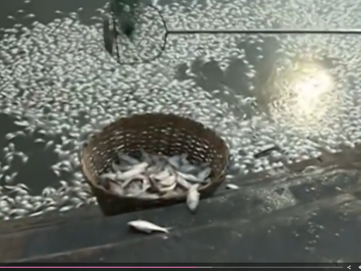 35 tonnes of dead fish wash up in Chinese lake | The Independent | The ...