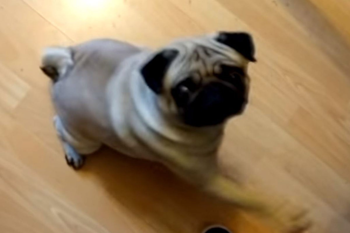 Man who posted video of dog doing Nazi salute arrested | The ...