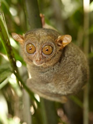 Travel guide to... the Philippines | The Independent | The Independent