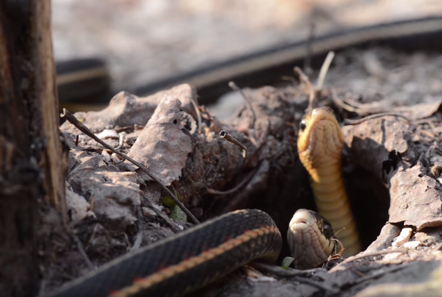 The largest gathering of snakes in the world woke up from a nap - and ...