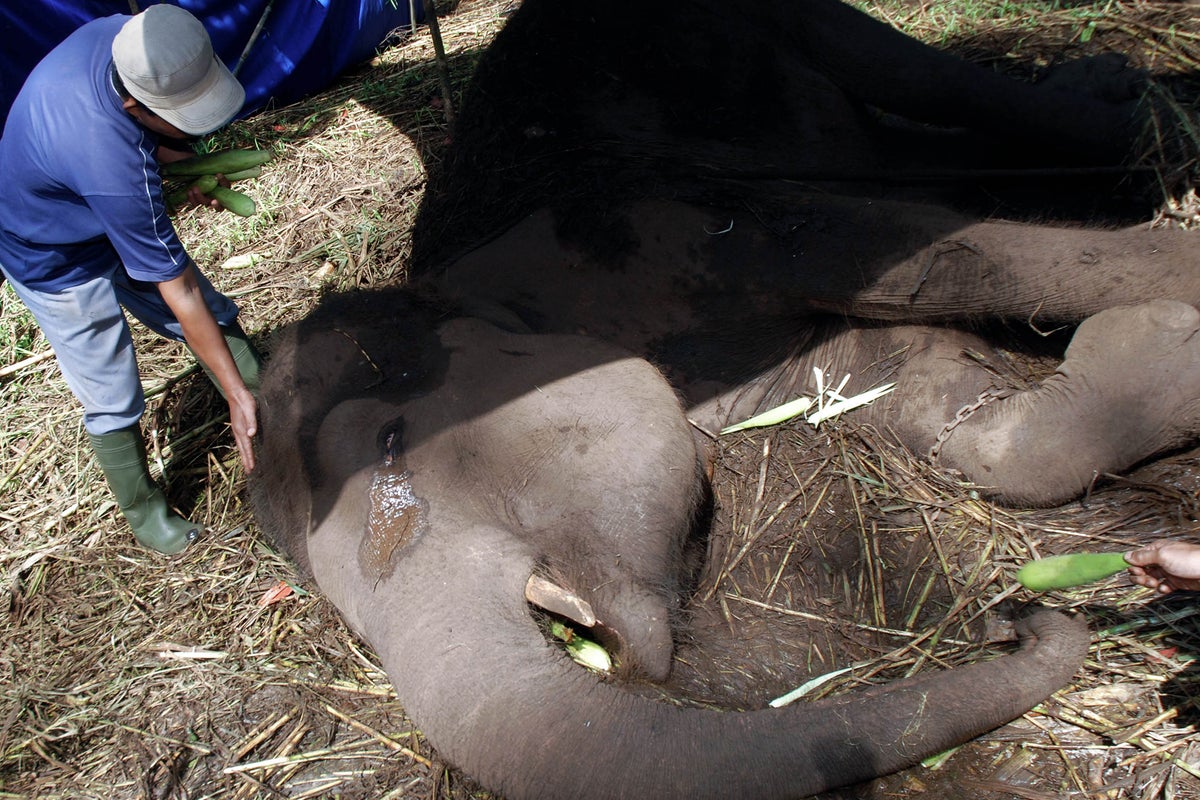 Elephant pictured crying while dying chained in Indonesian zoo | The ...