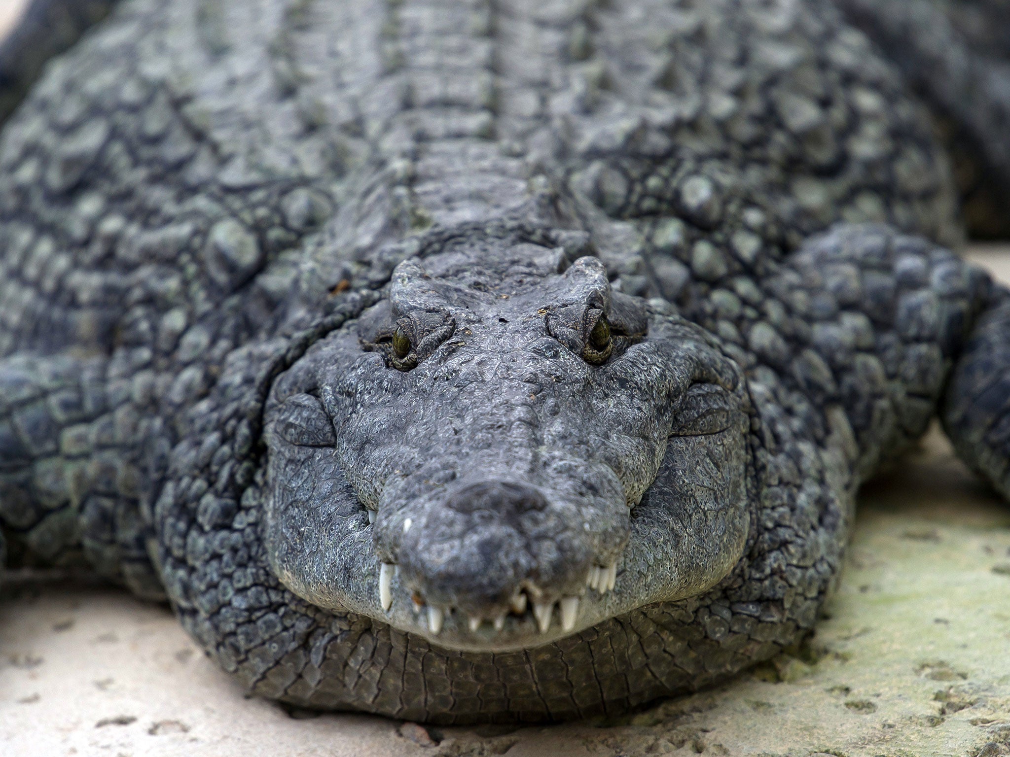 DNA Testing Confirms Man eating African Nile Crocodiles Are Now In