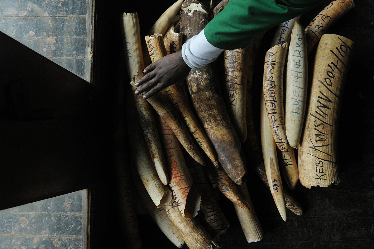 Ivory stained with tea to make it look older and bypass the law sold in ...
