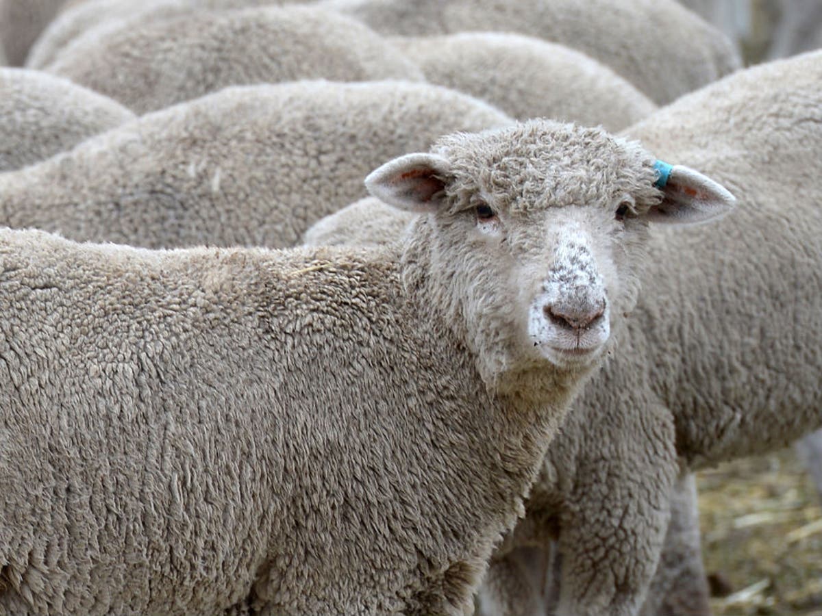 Fears sheep may go on ‘psychotic rampage’ through Welsh village after ...