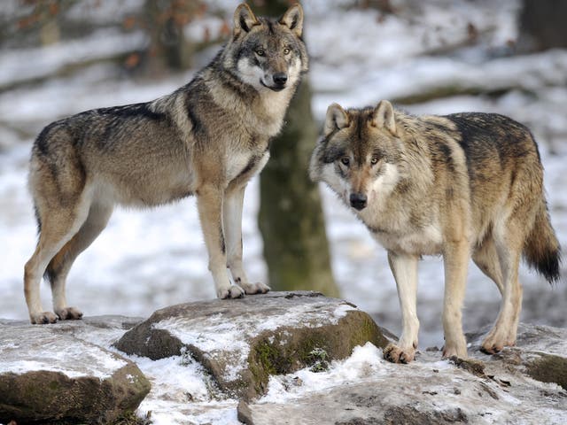 Humans cared for wolves long before dogs emerged, study finds | The ...