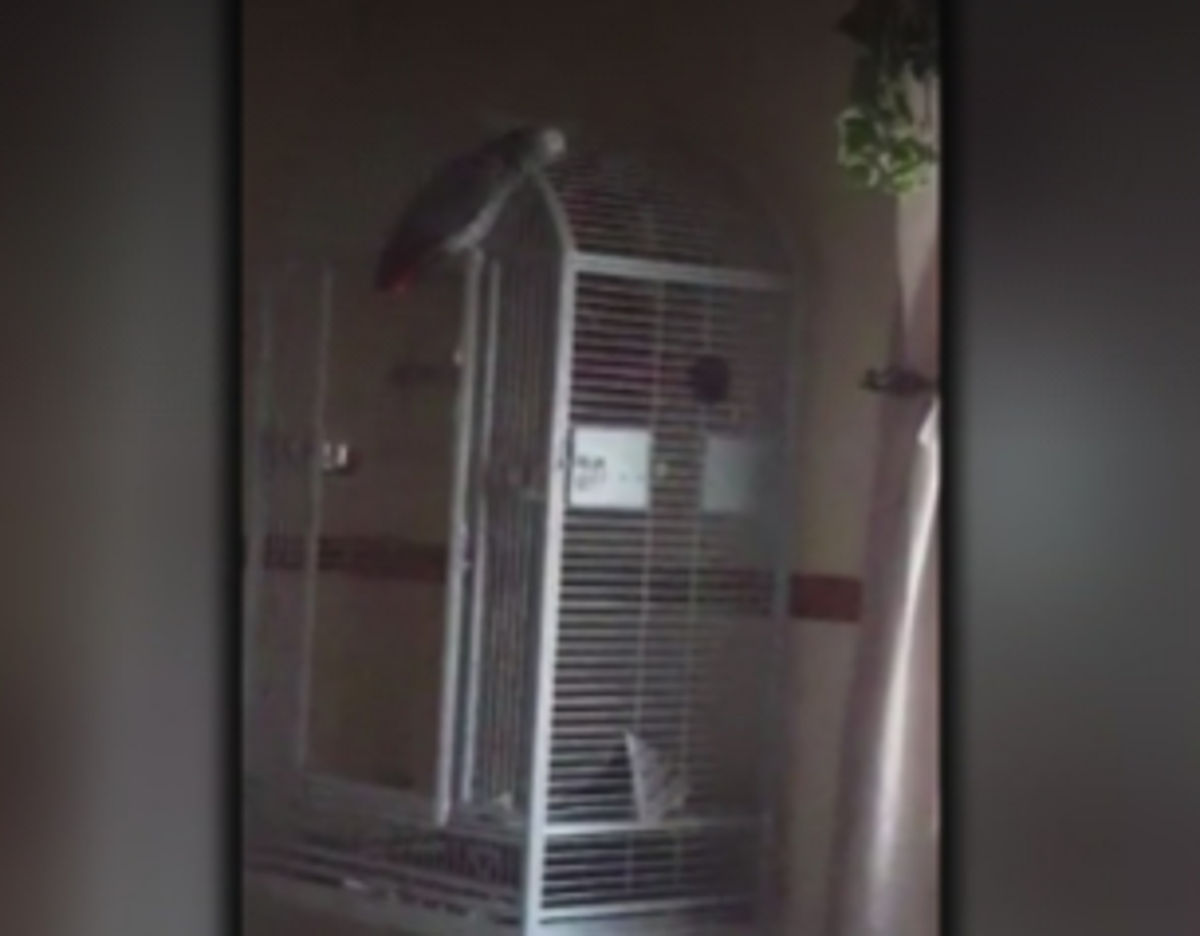 Parrot who allegedly witnessed murder says 'Don't f***ing shoot' | The ...