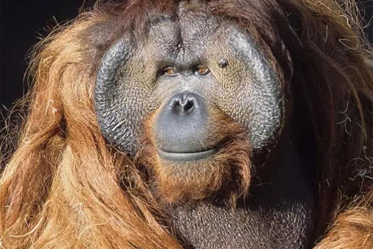 After the tragic death of Harambe at Cincinnati Zoo, it’s easy to ...