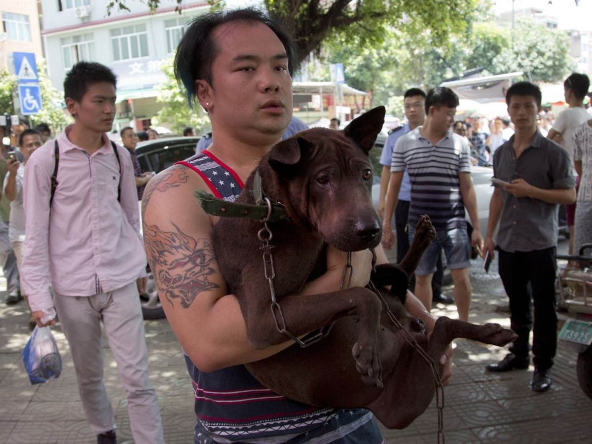 Yulin Dog Meat Festival 2016: Animal activists save caged dogs from ...