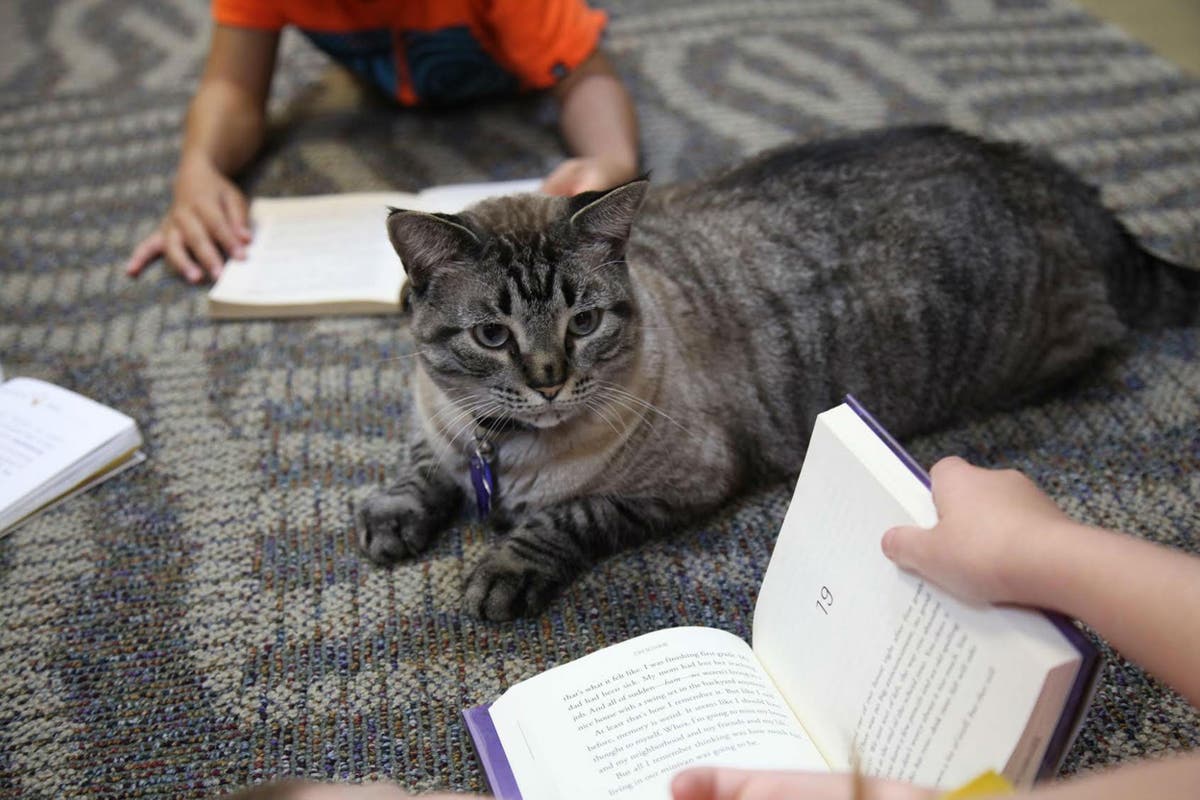 Cat fired by Texas library has 30 days to find new home | The ...