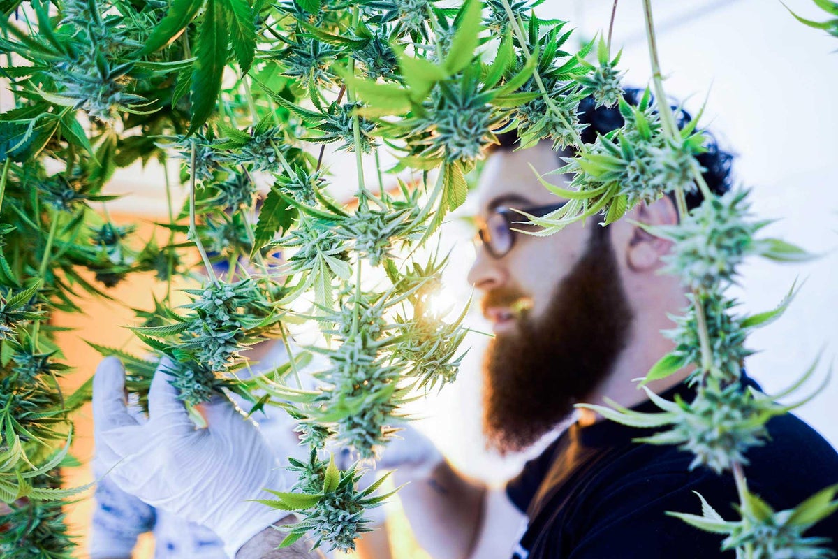Is cannabis really getting stronger? | The Independent | The Independent