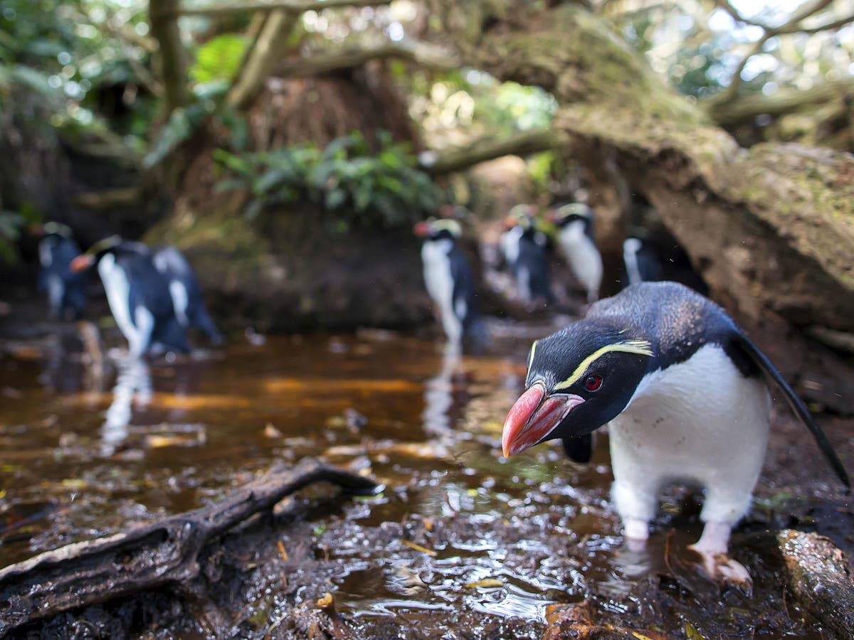 TV Preview: Discovering wild penguins of New Zealand living in their ...