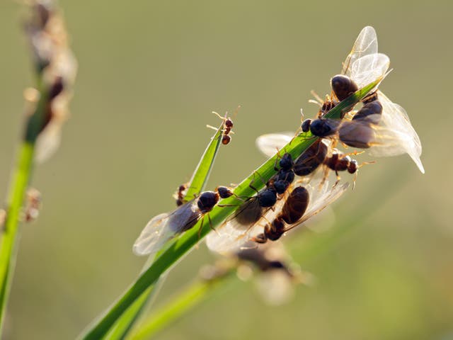 Flying ant day 2025: When is it and why does it happen? | Western ...