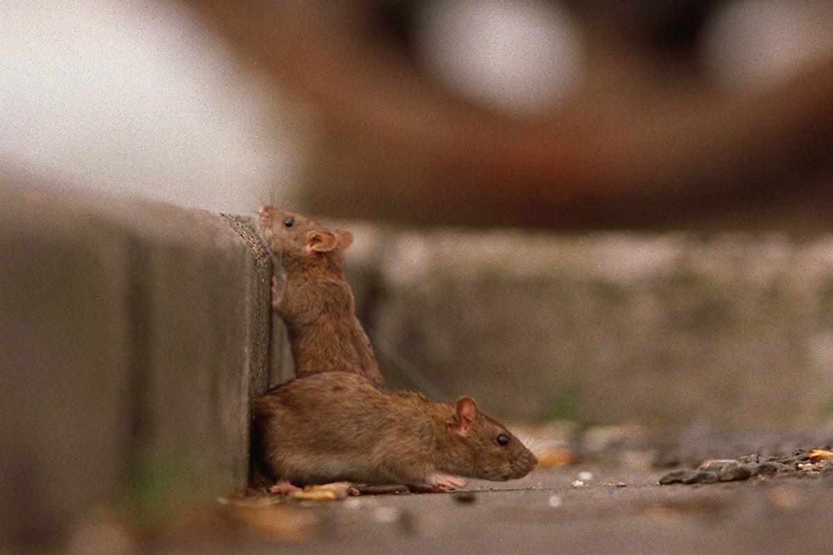 Belfast family forced to flee home after catching 19 rats in 24 hours ...