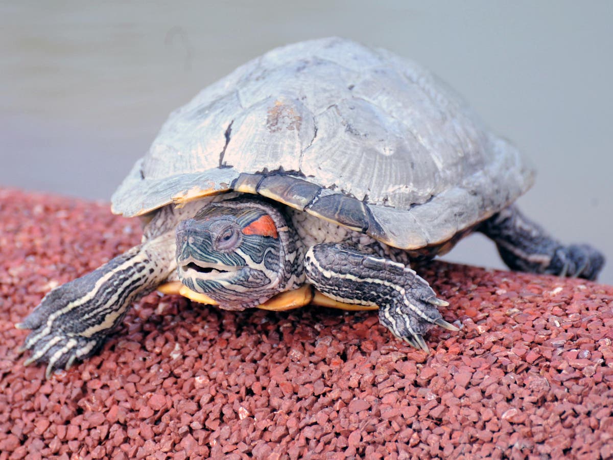 Man filmed hitting turtle to death with hammer claims he killed reptile ...