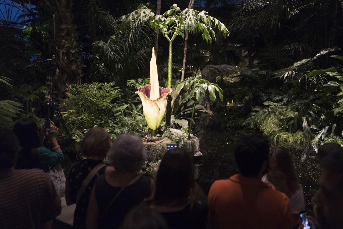 Corpse flower that ‘smells of death’ blooms for the first time in a ...