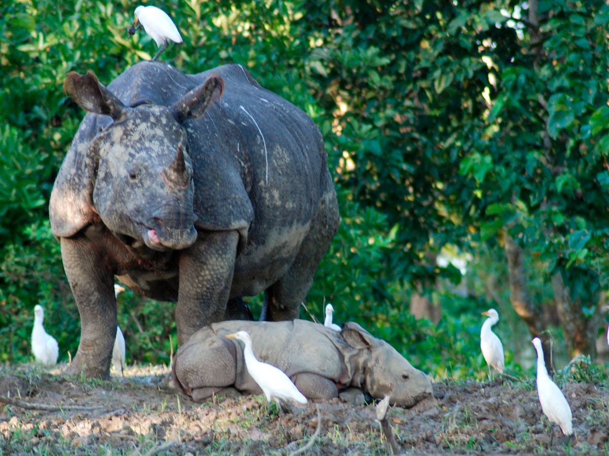 India Flooding 21 Rare One Horned Rhinos Drown In Monsoon Floods The