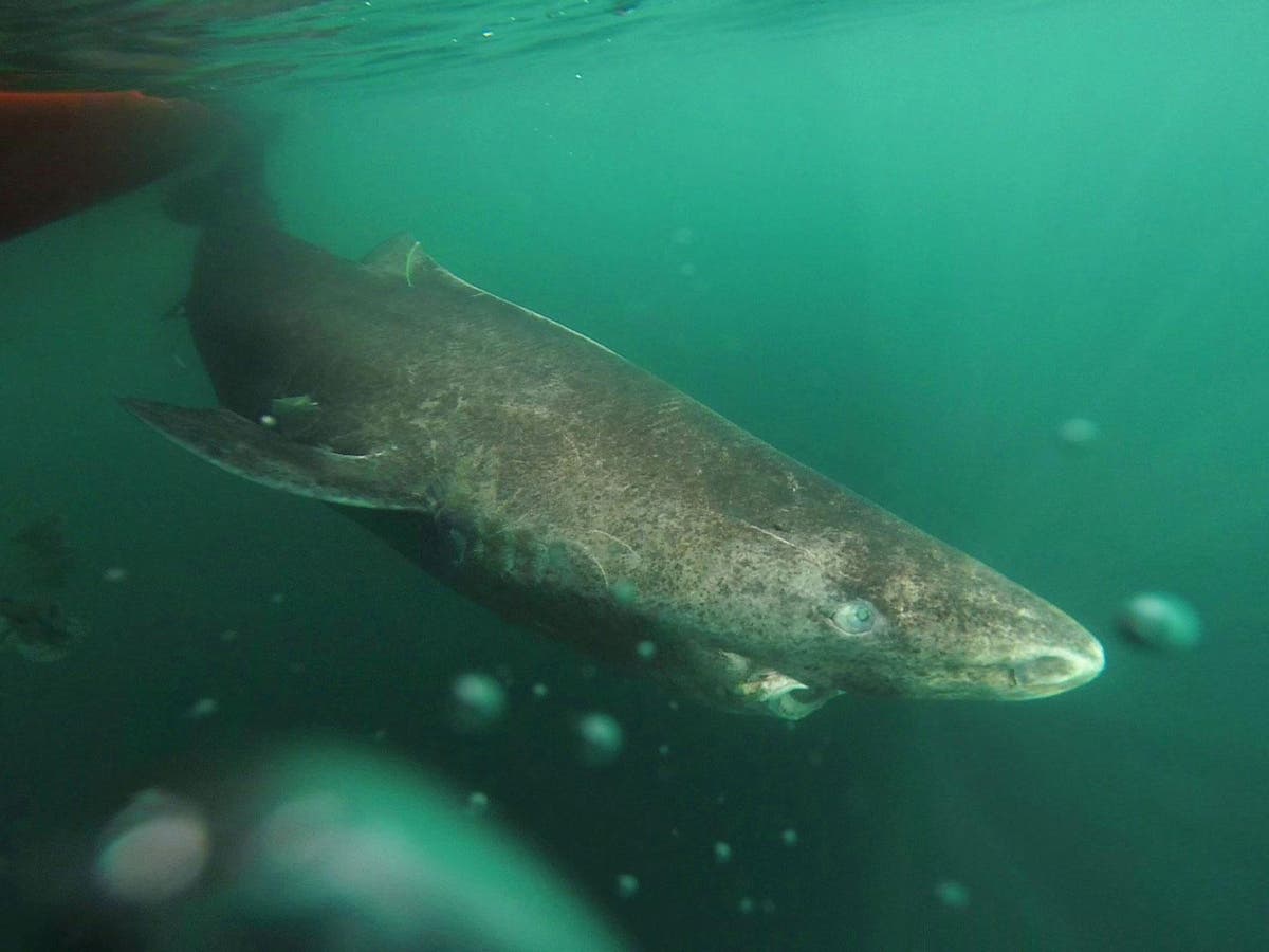 This shark may have been alive in the time of Shakespeare – and ...