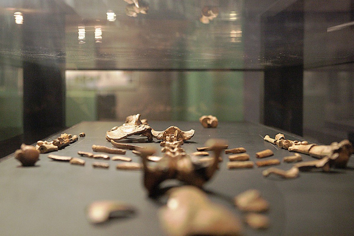 Lucy: Oldest hominin ‘died after falling from tree’, scientists suggest ...