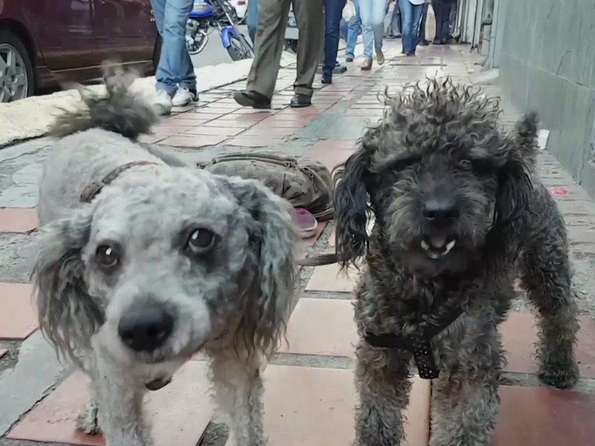 Venezuelans are leaving their pets to starve as economic crisis worsens ...