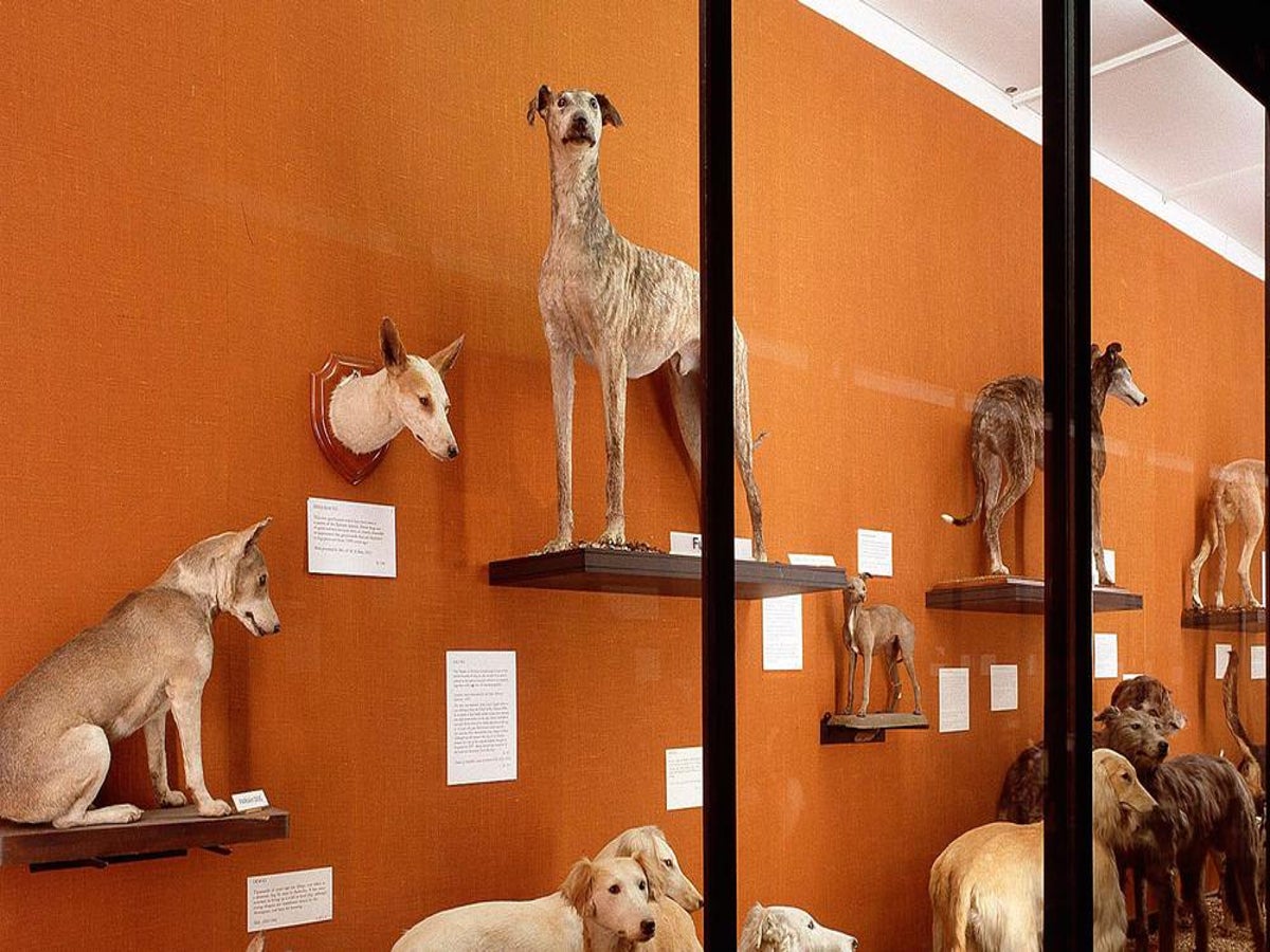 stuffed animals tring