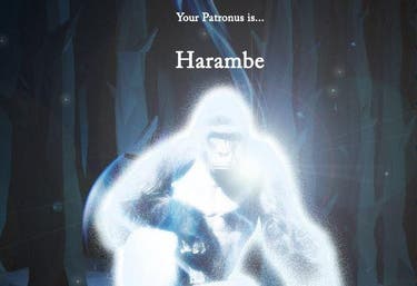 Harambe - latest news, breaking stories and comment - The Independent