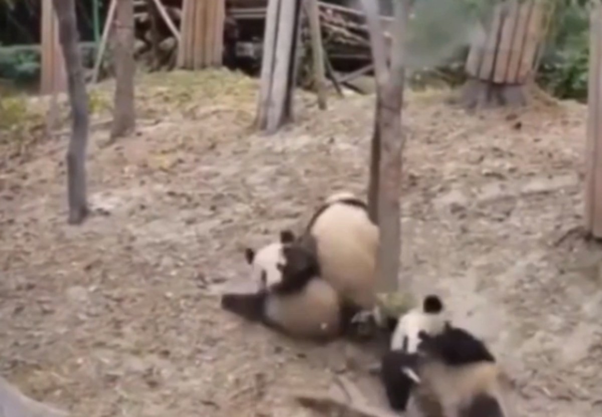 Panda falls out of tree and sparks minor brawl in CCTV footage | The ...