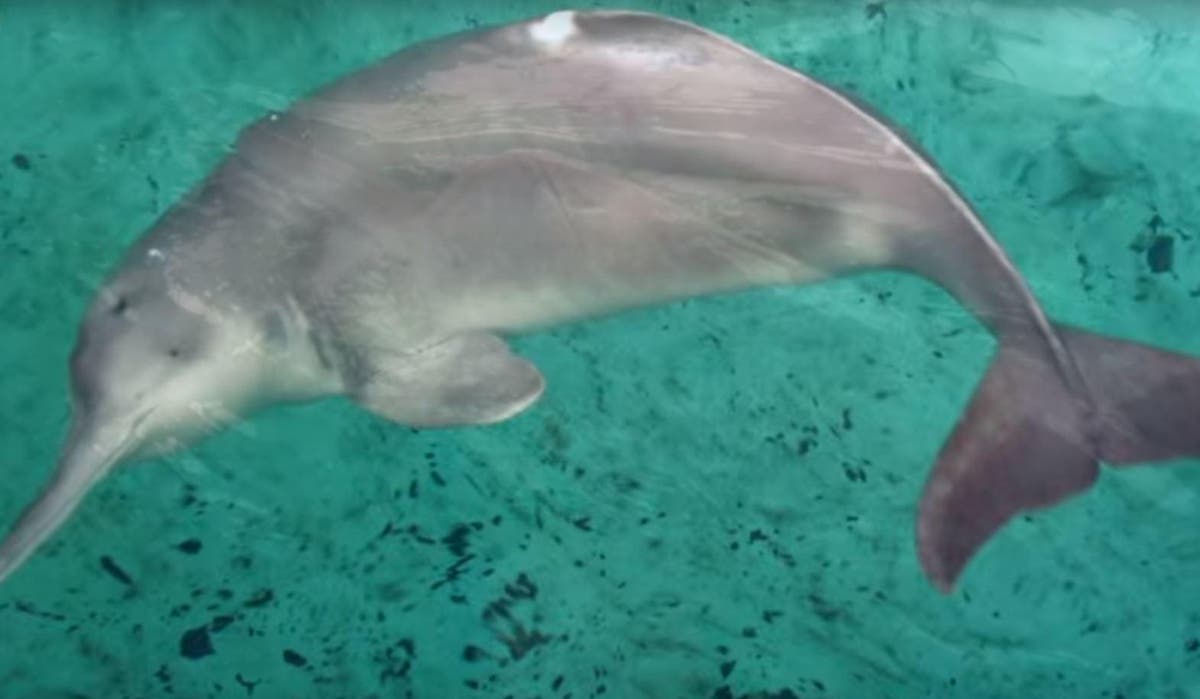 China's 'extinct' dolphin returns to Yangtze River, say ...