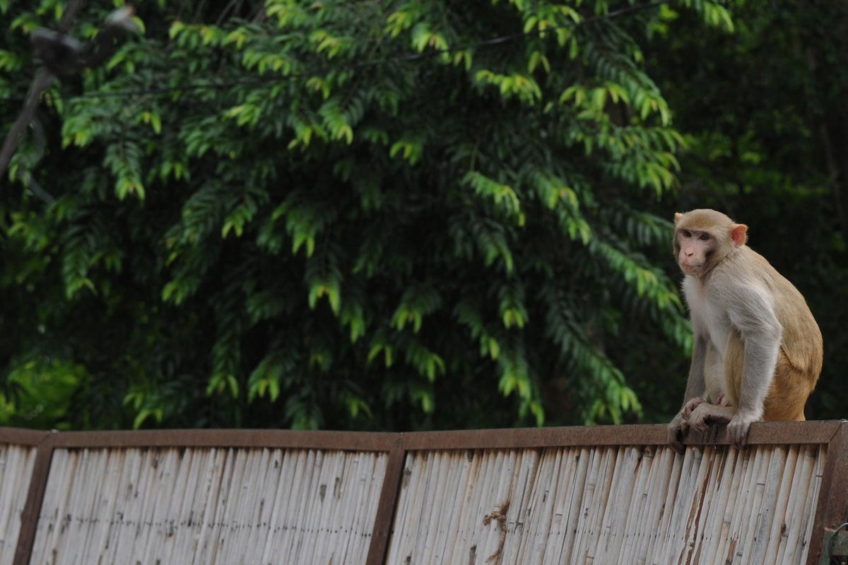 New therapy 'cures' monkeys of HIV-like virus, could offer breakthrough ...