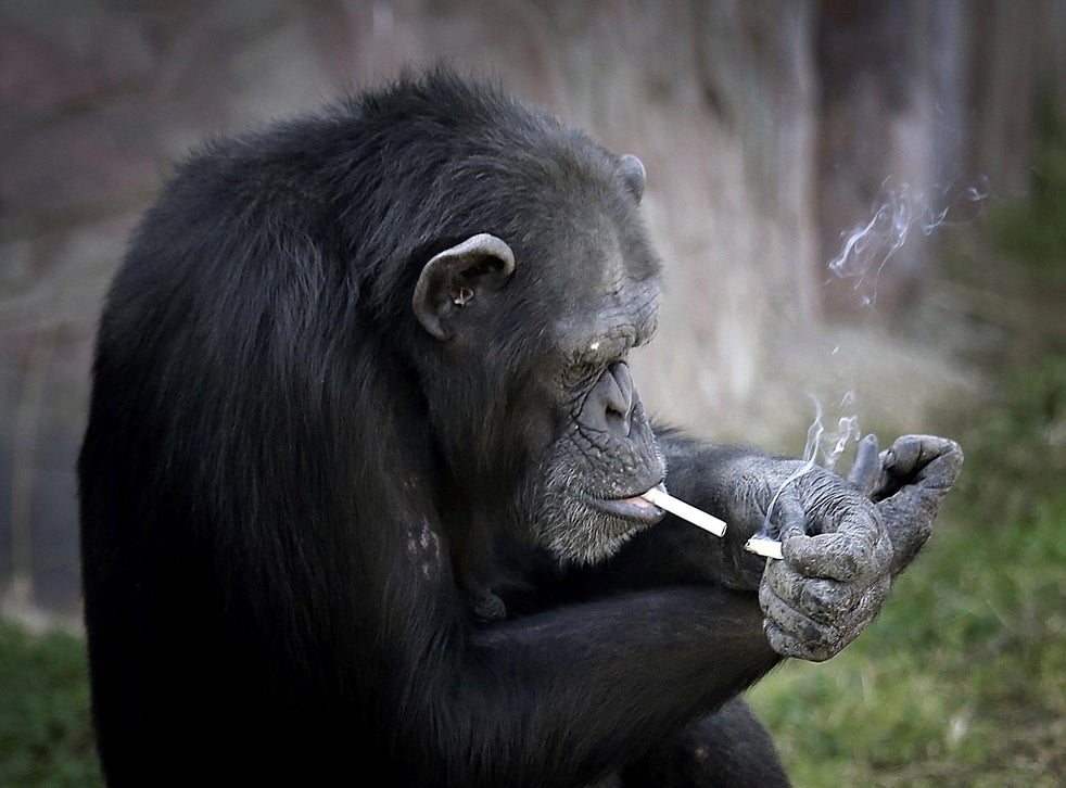 This chimpanzee smokes 20 cigarettes a day | indy100 | indy100