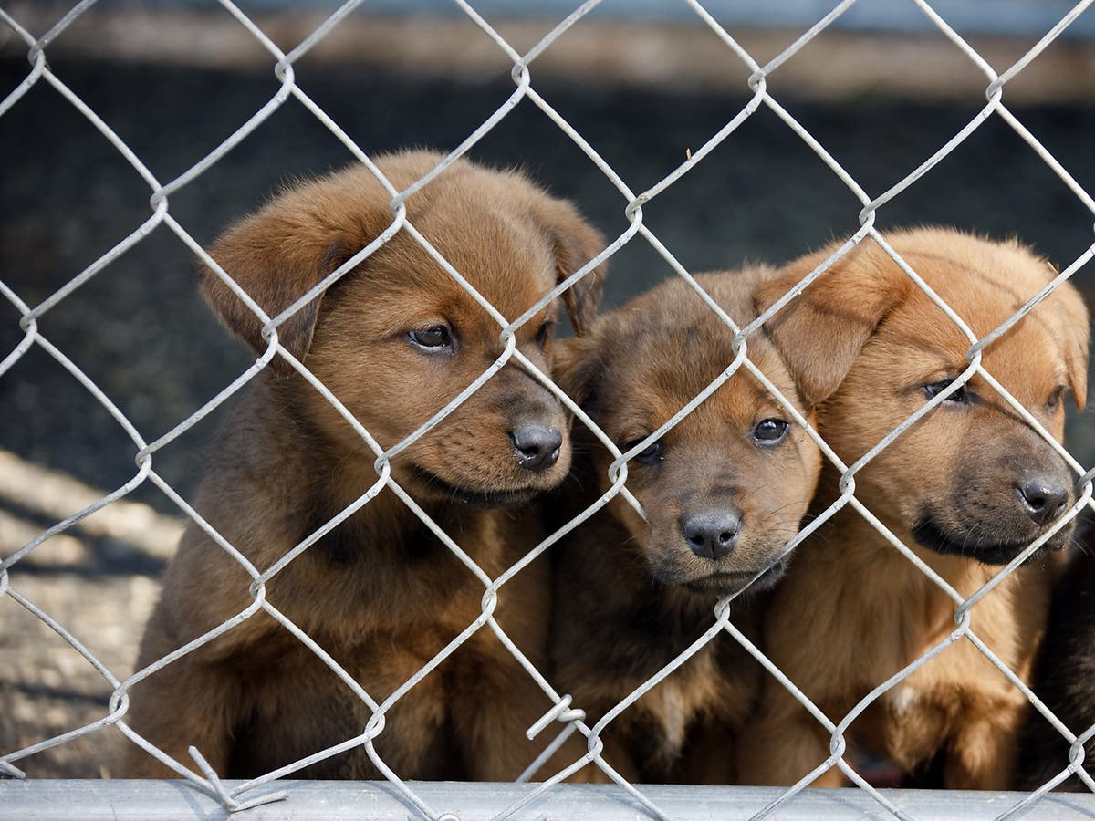 BBC changes working title of controversial dog breeding documentary ...