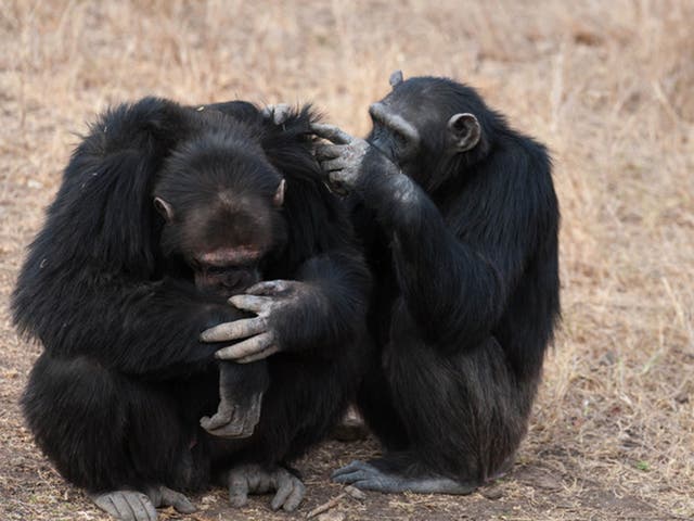 Animals are much smarter than people realise, scientist says | The ...