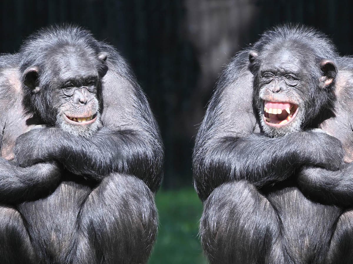 Chimp study shows how hanging out with friends makes life less ...