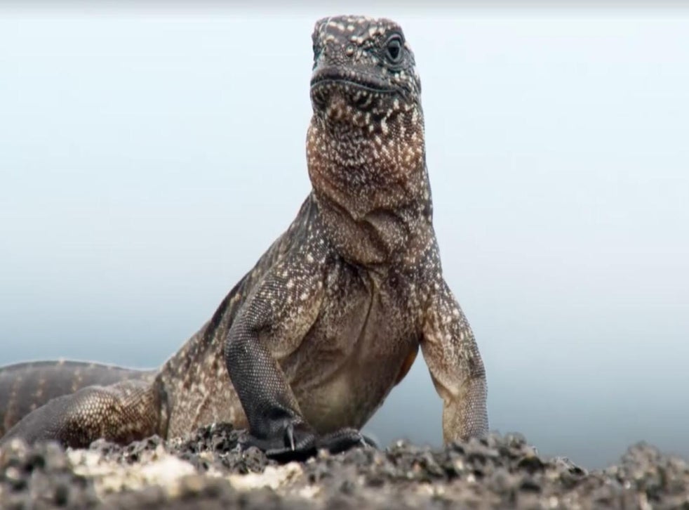 This Planet Earth 2 iguana vs. snake scene plays out like a chase from ...
