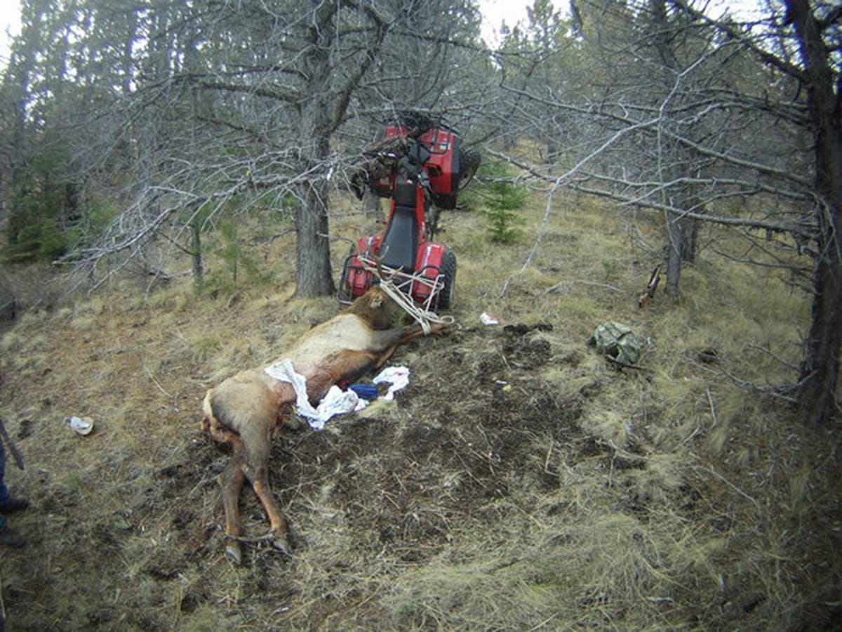Hunter gets impaled by elk he just killed | The Independent | The ...
