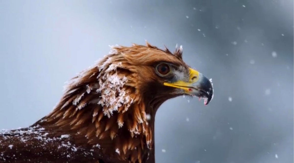 Earth Eagle