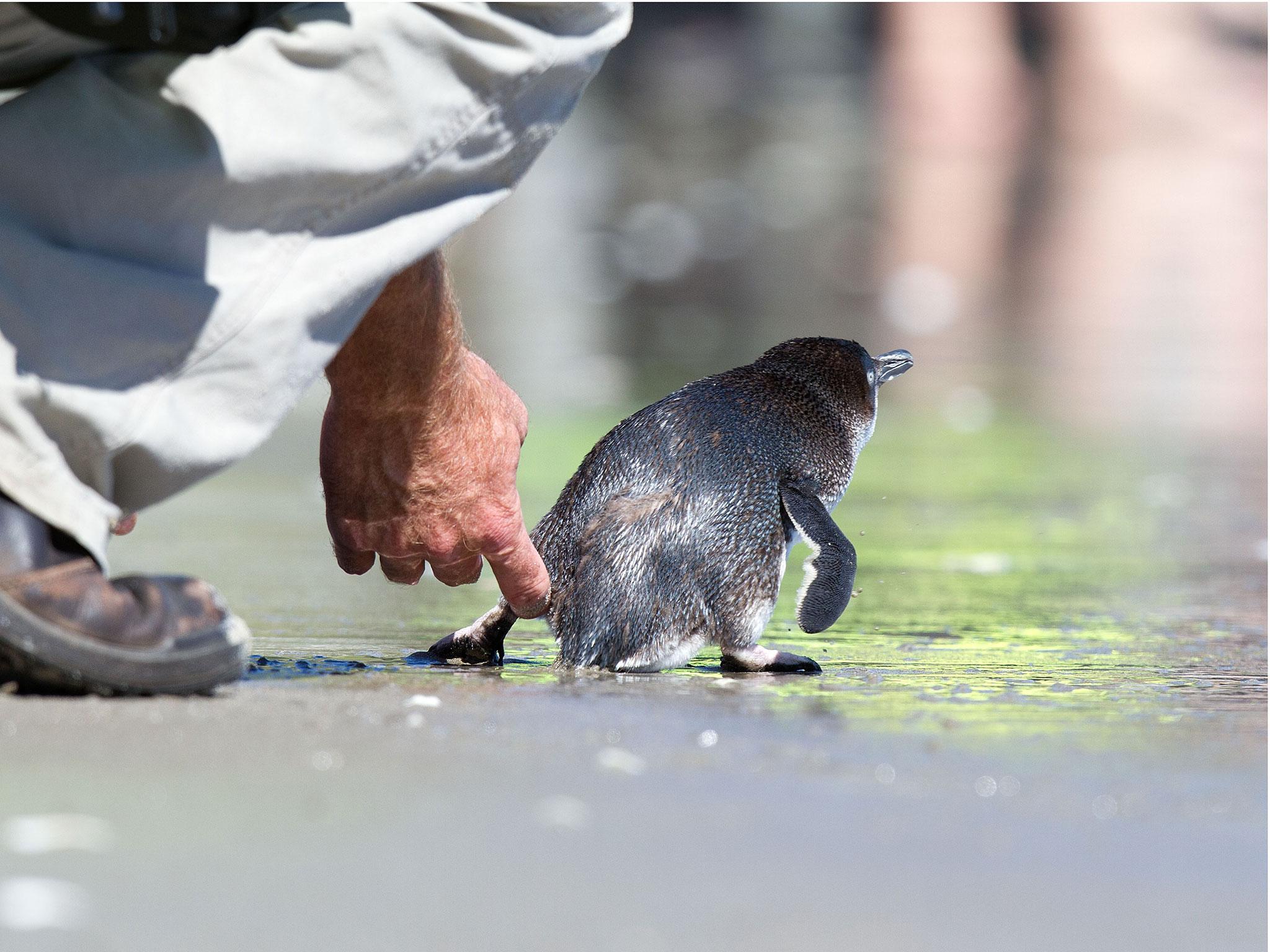 New Zealand town builds underpass to help penguins travel between their ...
