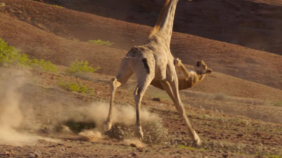 Planet Earth 2, deserts: Lion chase scene and locust swarm are ...