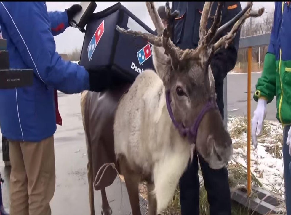 Dominos is trying to get reindeer in Japan to deliver pizza | indy100 ...