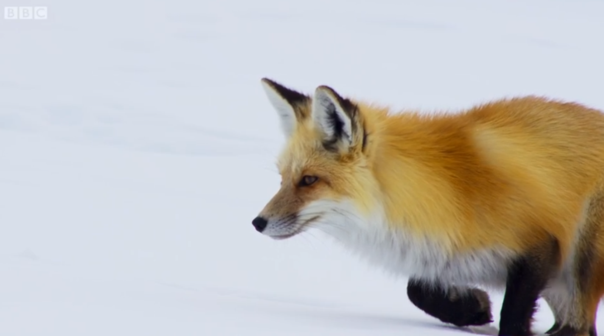 Planet Earth II: Grasslands episode stars a buffalo fighting off ...