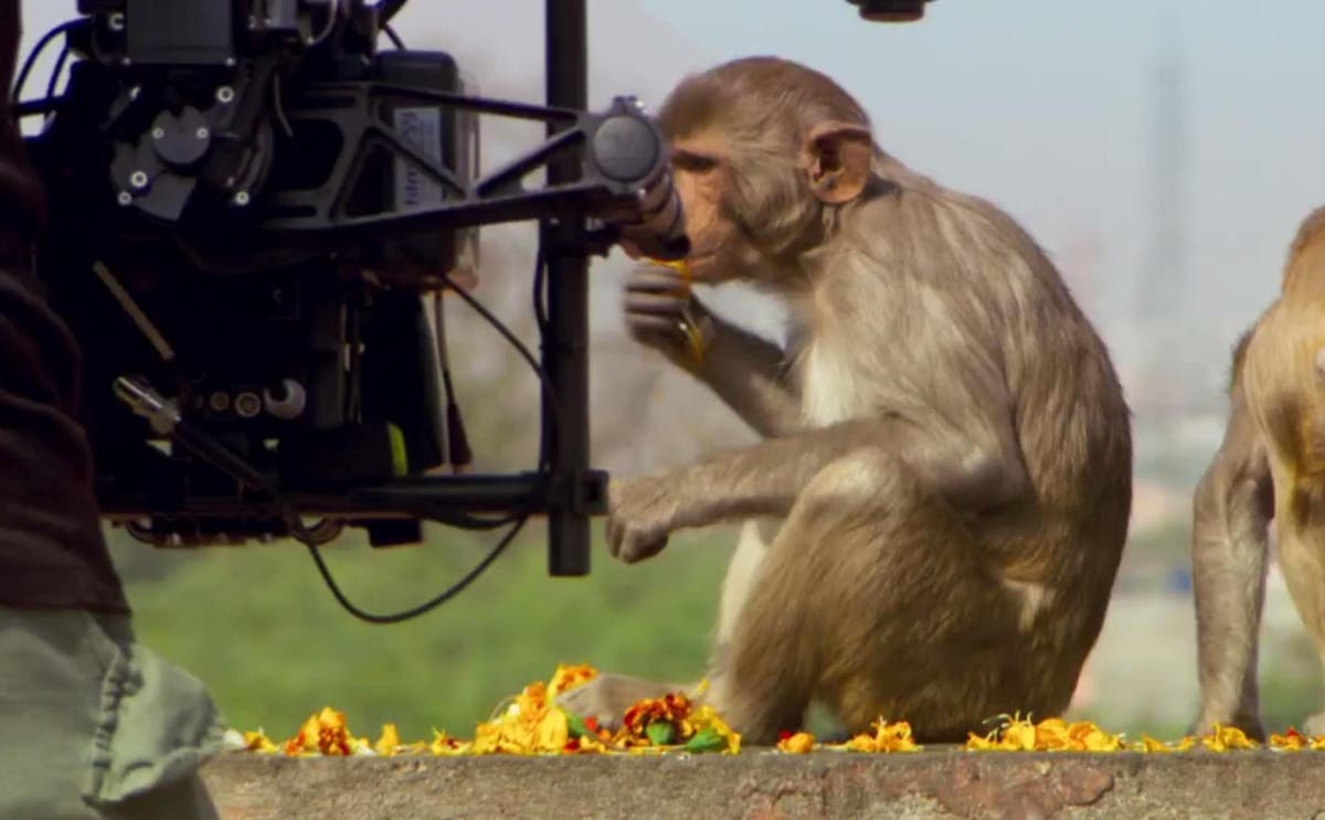Let’s hear it for everyone who worked on Planet Earth II | The ...