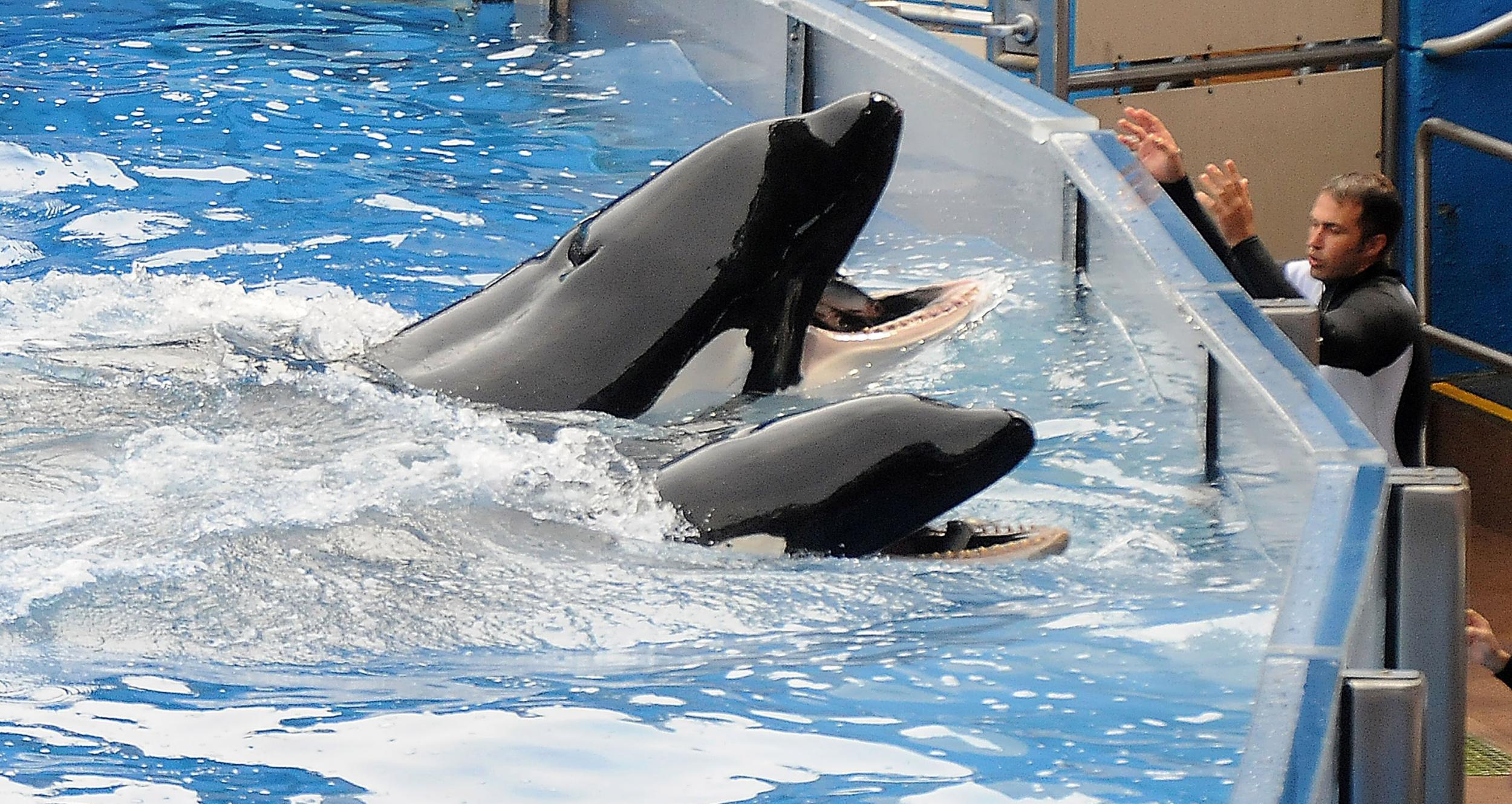 SeaWorld just announced its first park without killer whales, but it ...
